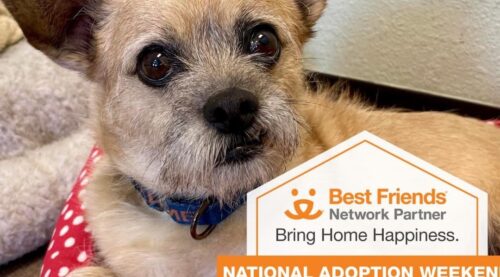 The Pet Adoption Center of Orange County