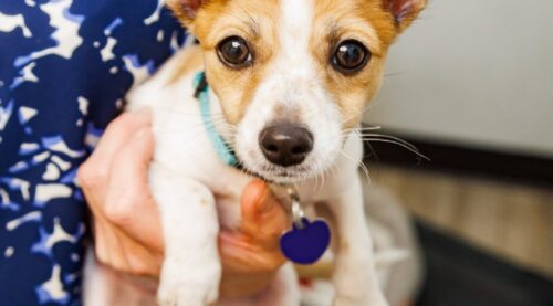 The Pet Adoption Center of Orange County – Pets. Family. For Life.