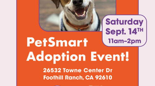PetSmart Dog Adoption Event on Sat., Sept. 14th 11am-2pm – The Pet ...
